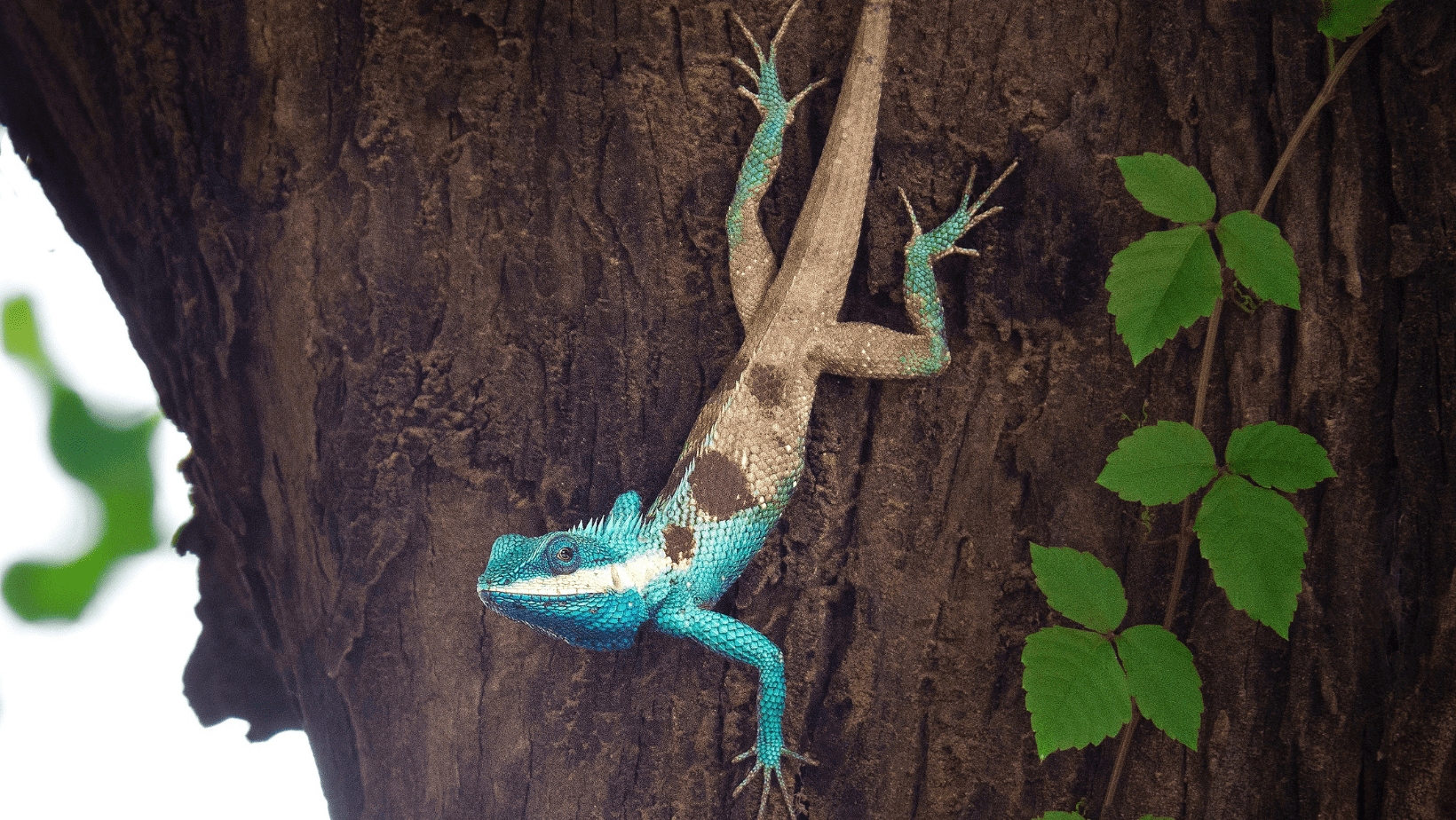 Meaning of Lizard Falling on Head